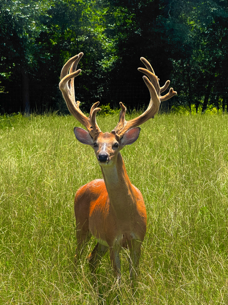Alabama Whitetail Deer Hunting: Size and Weight - Muleshoe Plantation